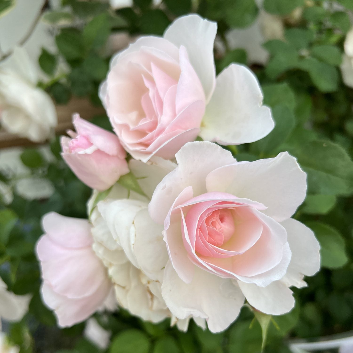 Flavorette Pear'd Rose (Edible) | The Barn of Blooms