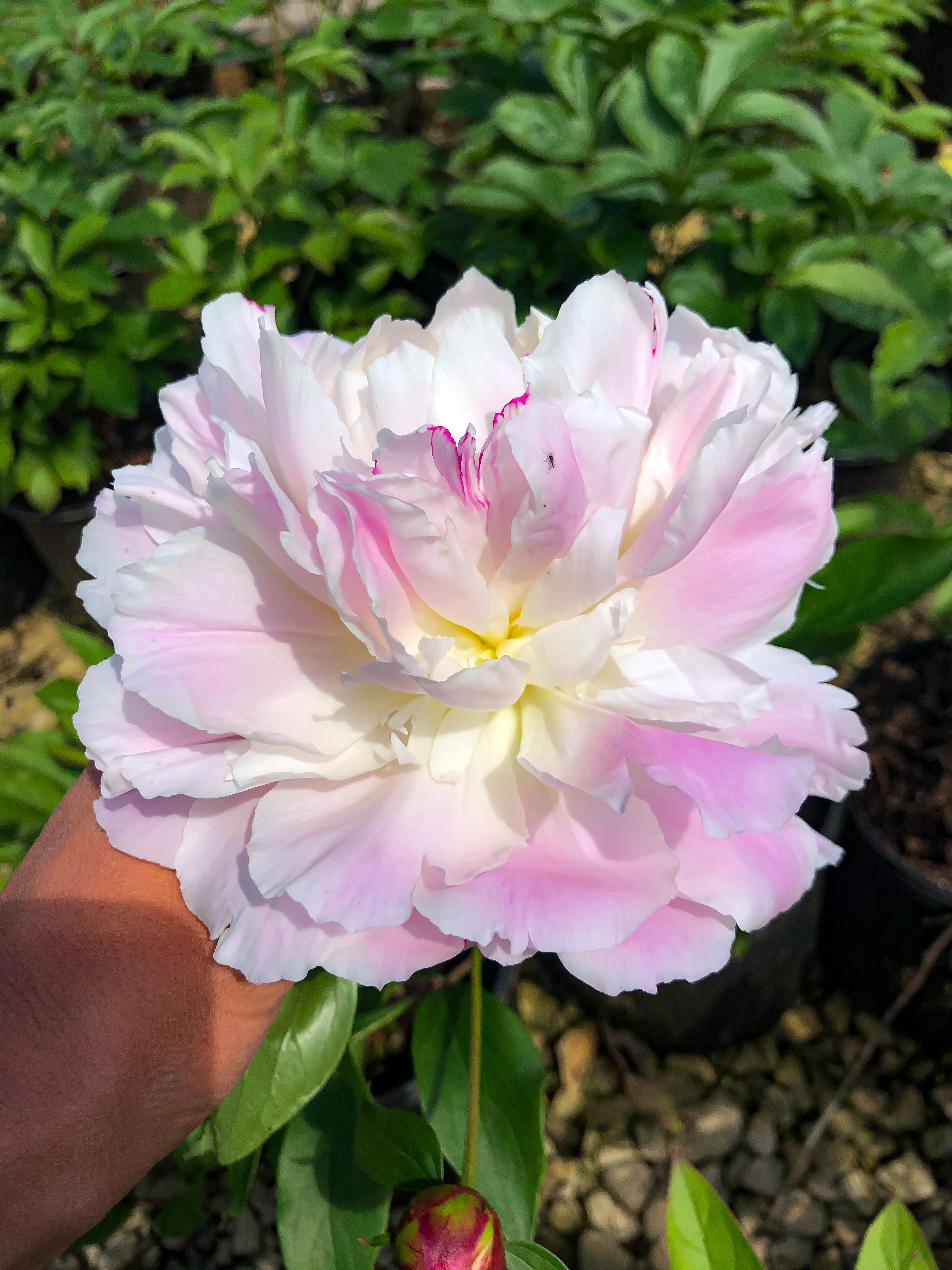 Shirley Temple Peony, 2 Gallon | The Barn of Blooms